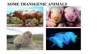 transgenic animals slides for UG level.pptx