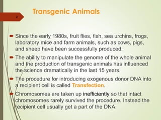 Transgenic Animals: The ability to manipulate the genome of the whole ...