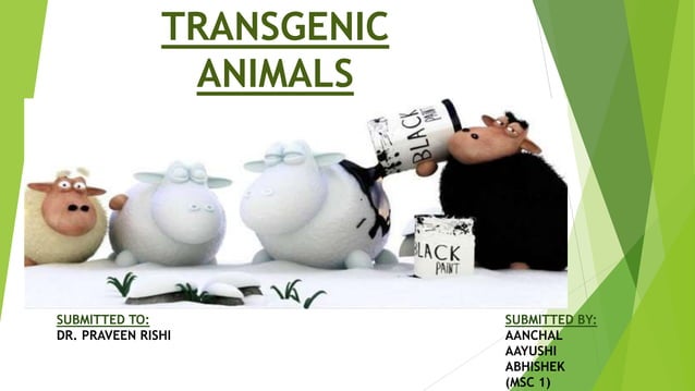 Transgenic animals (1) panjab university | PPTX | Genetics | Science