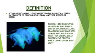 Transgenic animals (1) panjab university | PPTX