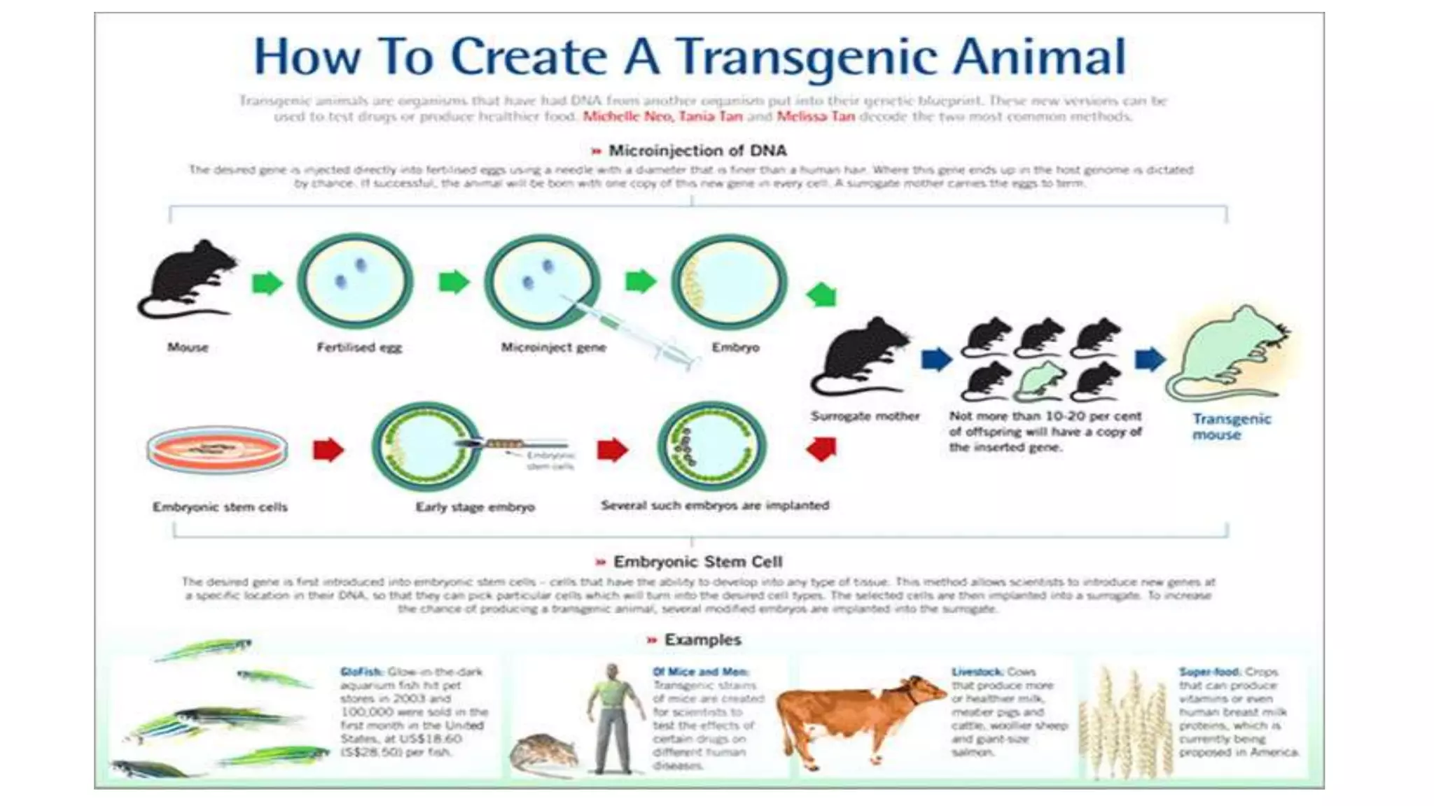 TRANSGENIC ANIMALS | PPTX