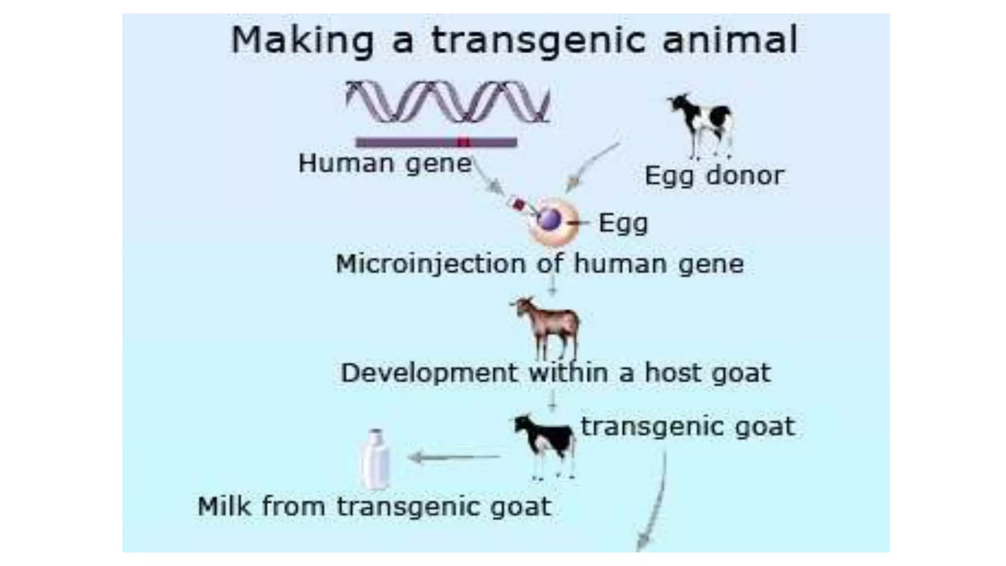 TRANSGENIC ANIMALS | PPTX