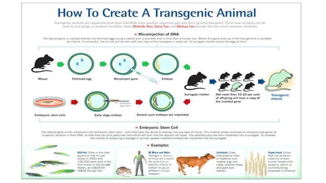 TRANSGENIC ANIMALS | PPTX | Reproductive Health | Diseases and Conditions
