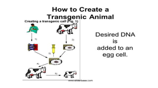 TRANSGENIC ANIMALS | PPTX