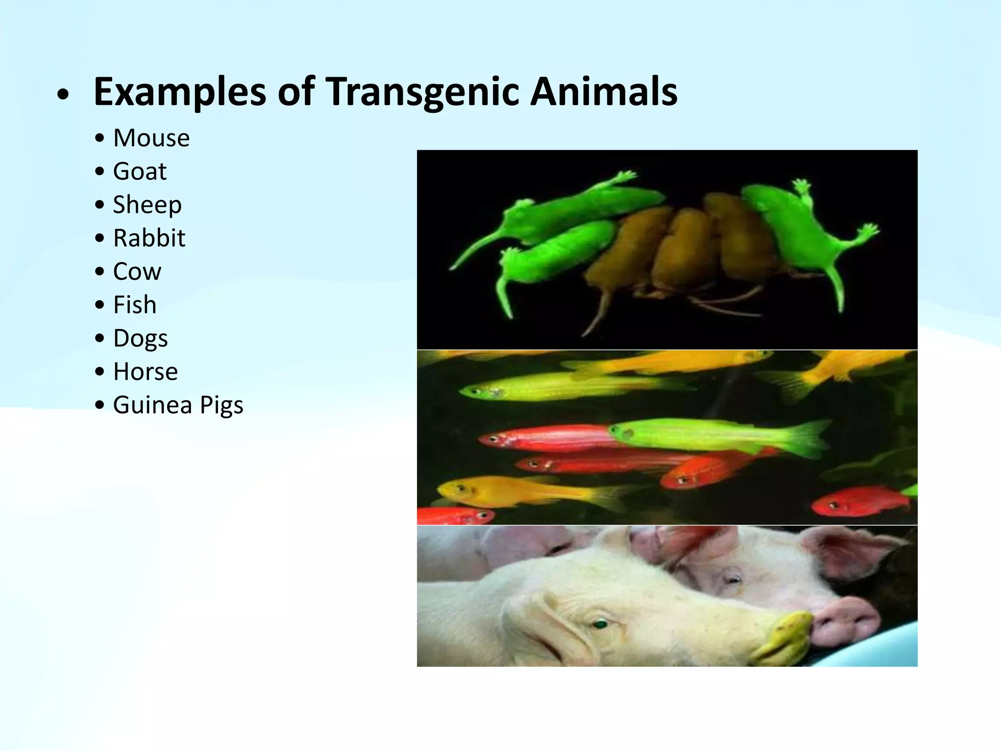 transgenic animals by apexa.pdf