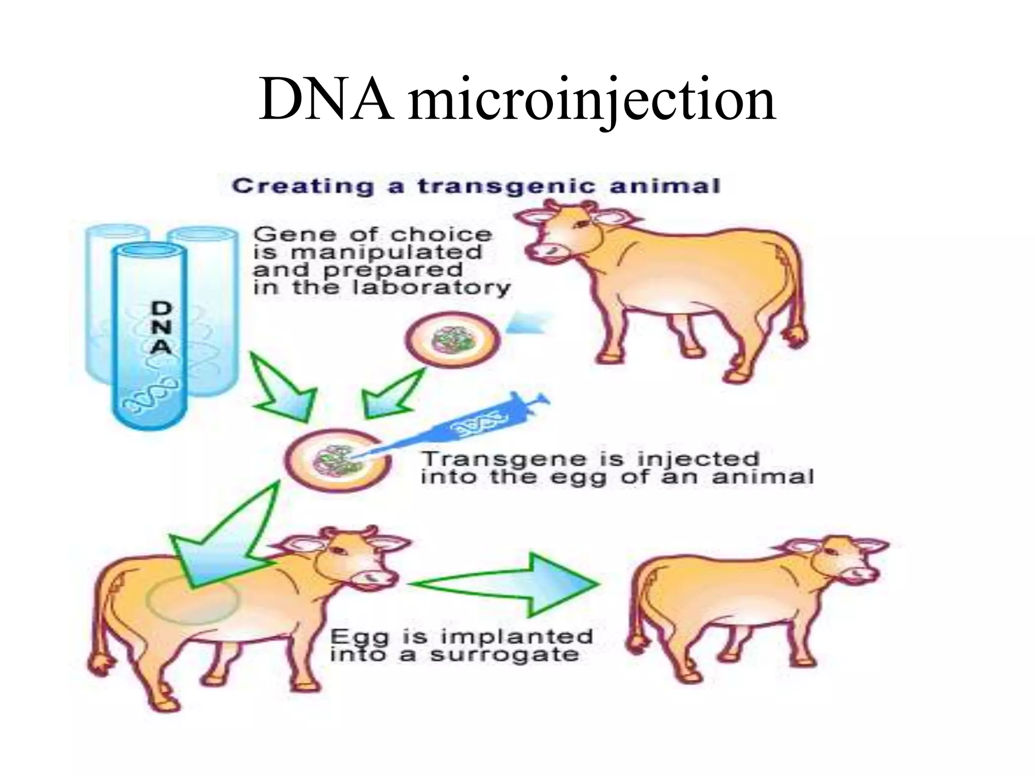 Transgenic animals by Kashikant Yadav | PPTX