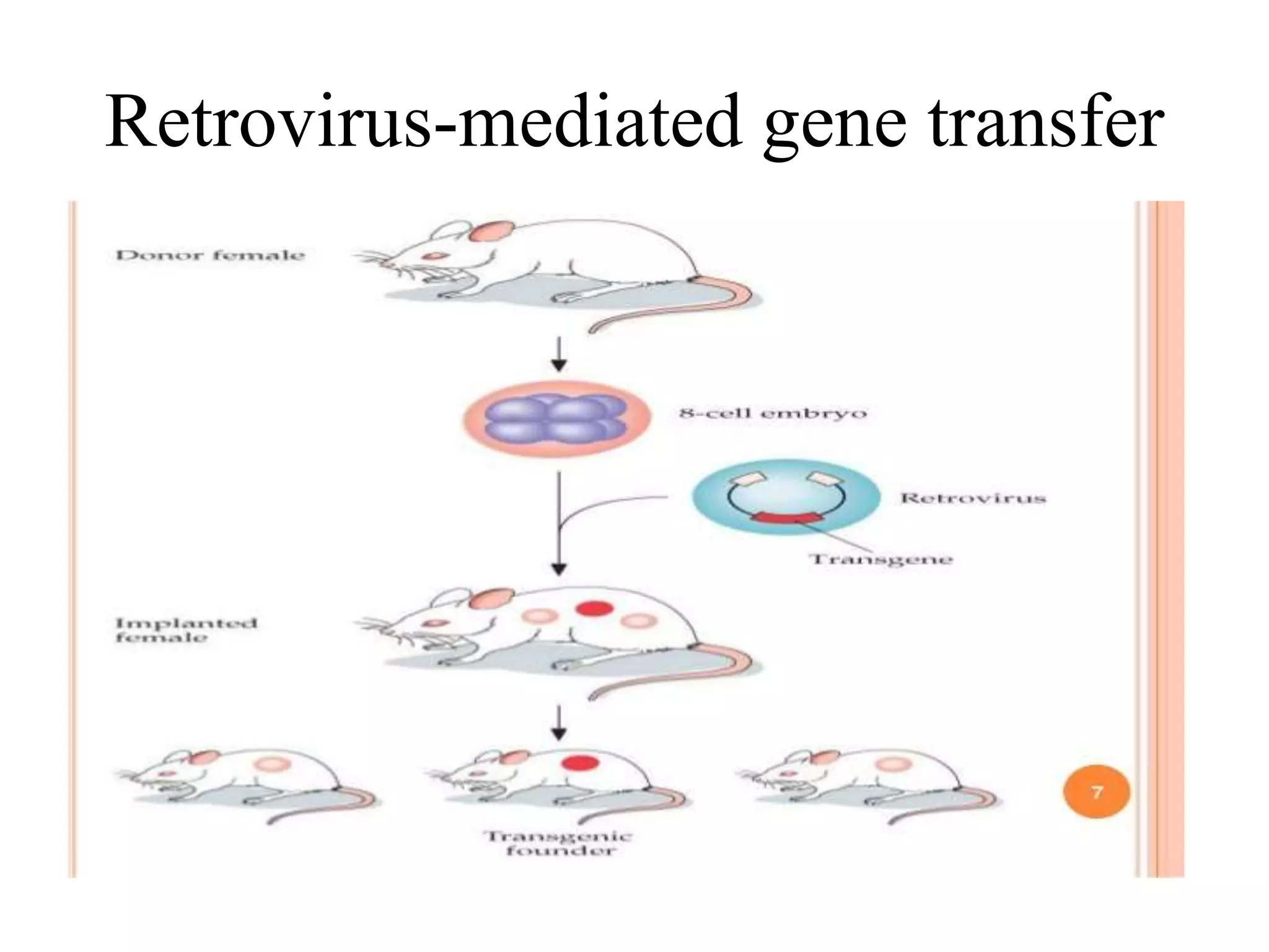 Transgenic animals by Kashikant Yadav | PPTX