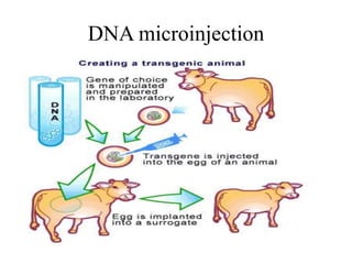 Transgenic animals by Kashikant Yadav | PPTX