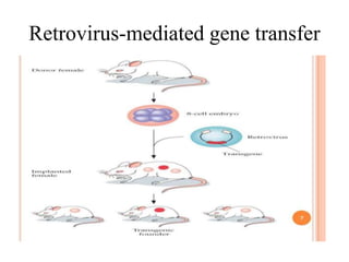 Transgenic Animals Diagram