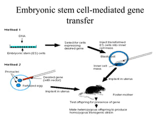 Transgenic Animals Diagram