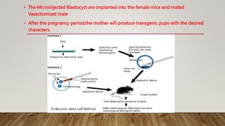 Transgenic Animals developement and uses(M.NAGAPRADHEESH).pptx
