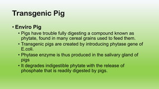 Transgenic animals in agriculture and nutritional science (AAsis).pdf