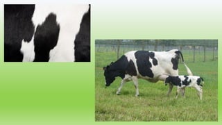 Transgenic animals in agriculture and nutritional science (AAsis).pdf