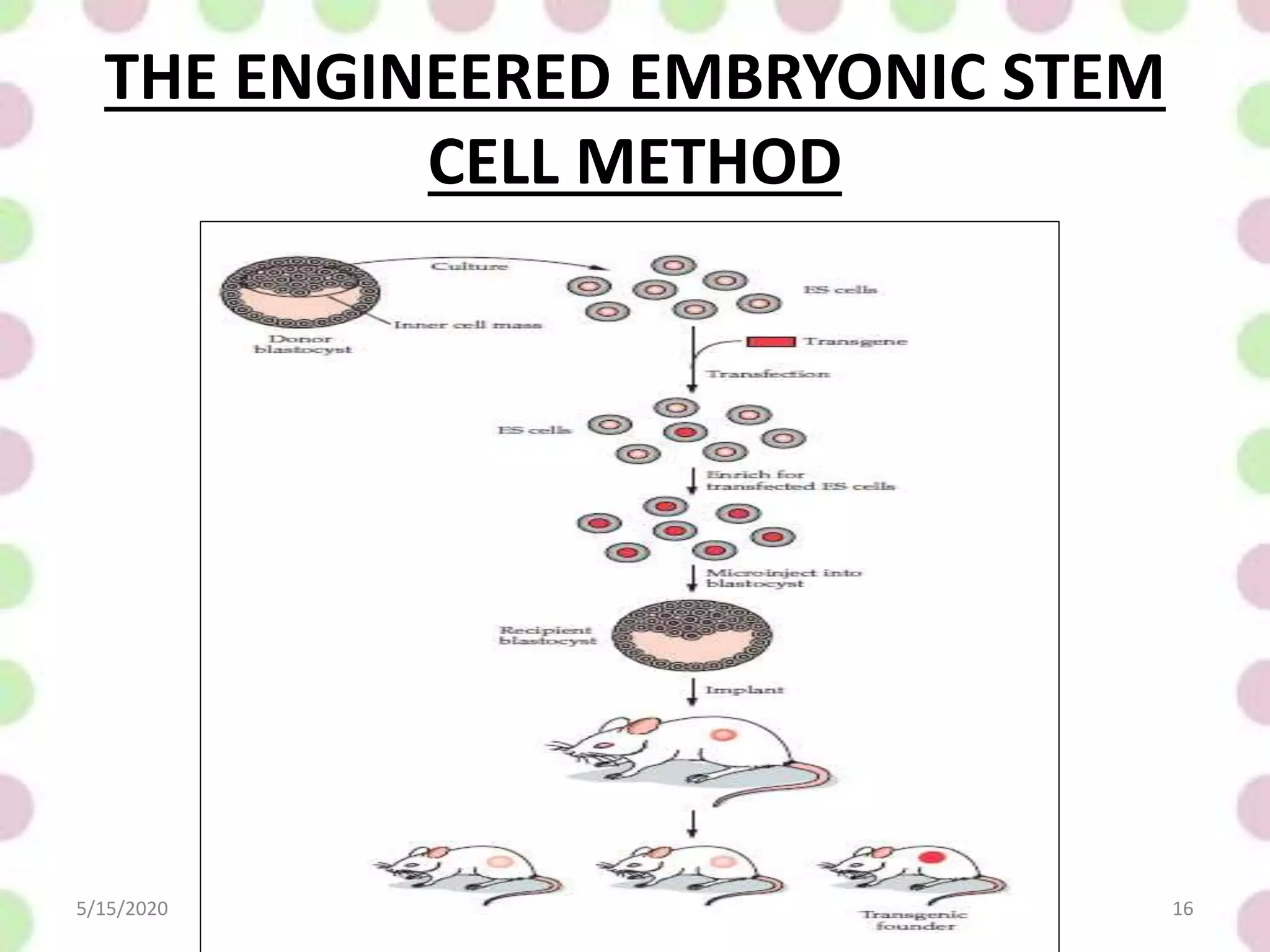 Transgenic animals, mice and fish | PPTX