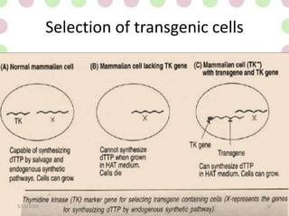 Transgenic animals, mice and fish | PPTX
