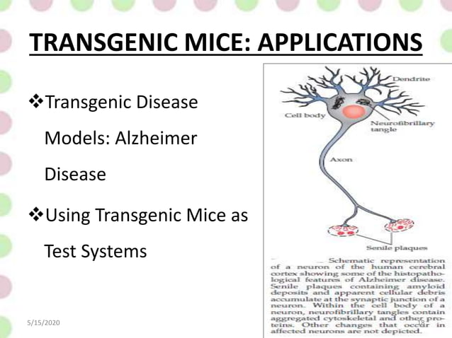 Transgenic animals, mice and fish | PPTX