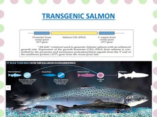 Transgenic animals, mice and fish | PPTX