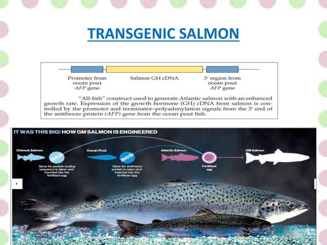 Transgenic animals, mice and fish | PPTX