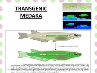 Transgenic animals, mice and fish | PPTX
