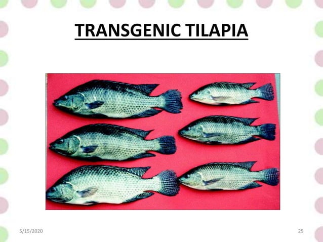 Transgenic animals, mice and fish | PPTX