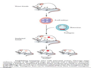 Transgenic Animals Mice