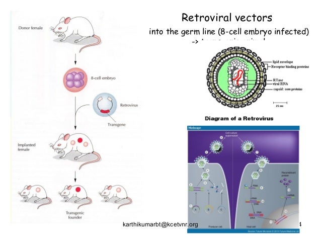 Transgenic animals new