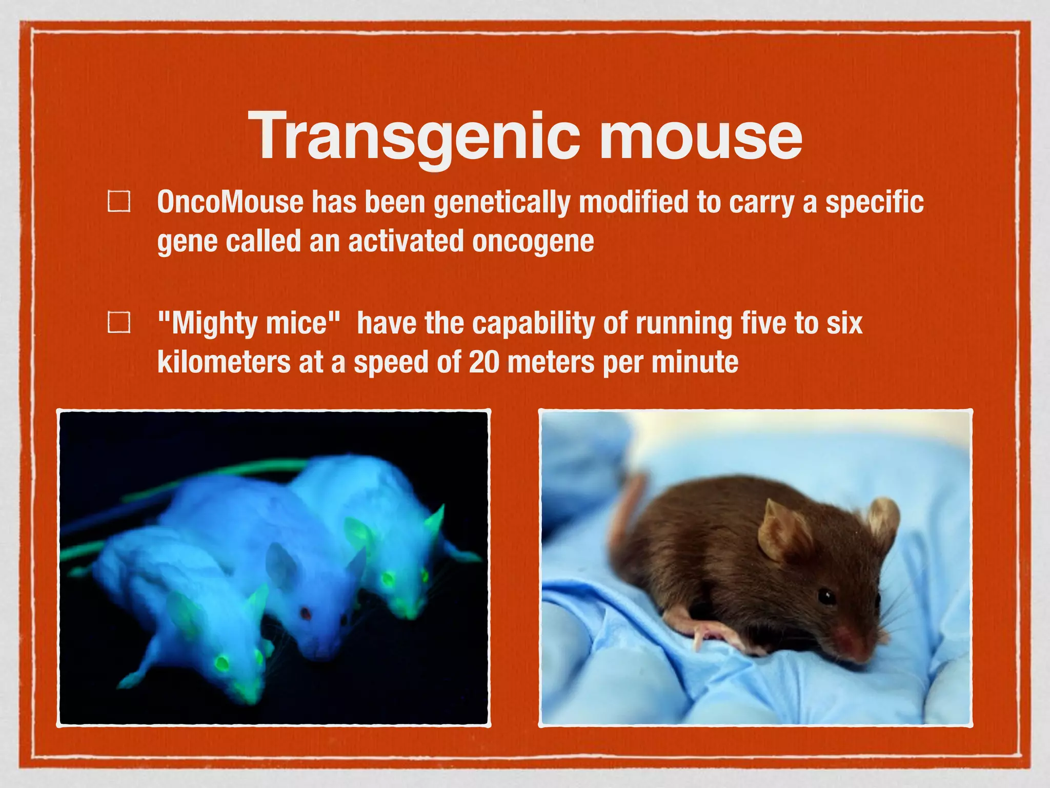 Transgenic animals | PPT