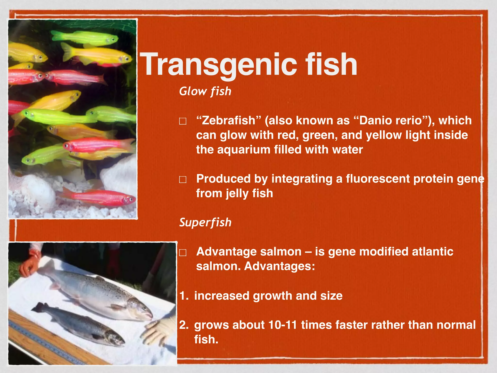 Transgenic animals | PPT