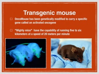 Transgenic animals | PPT