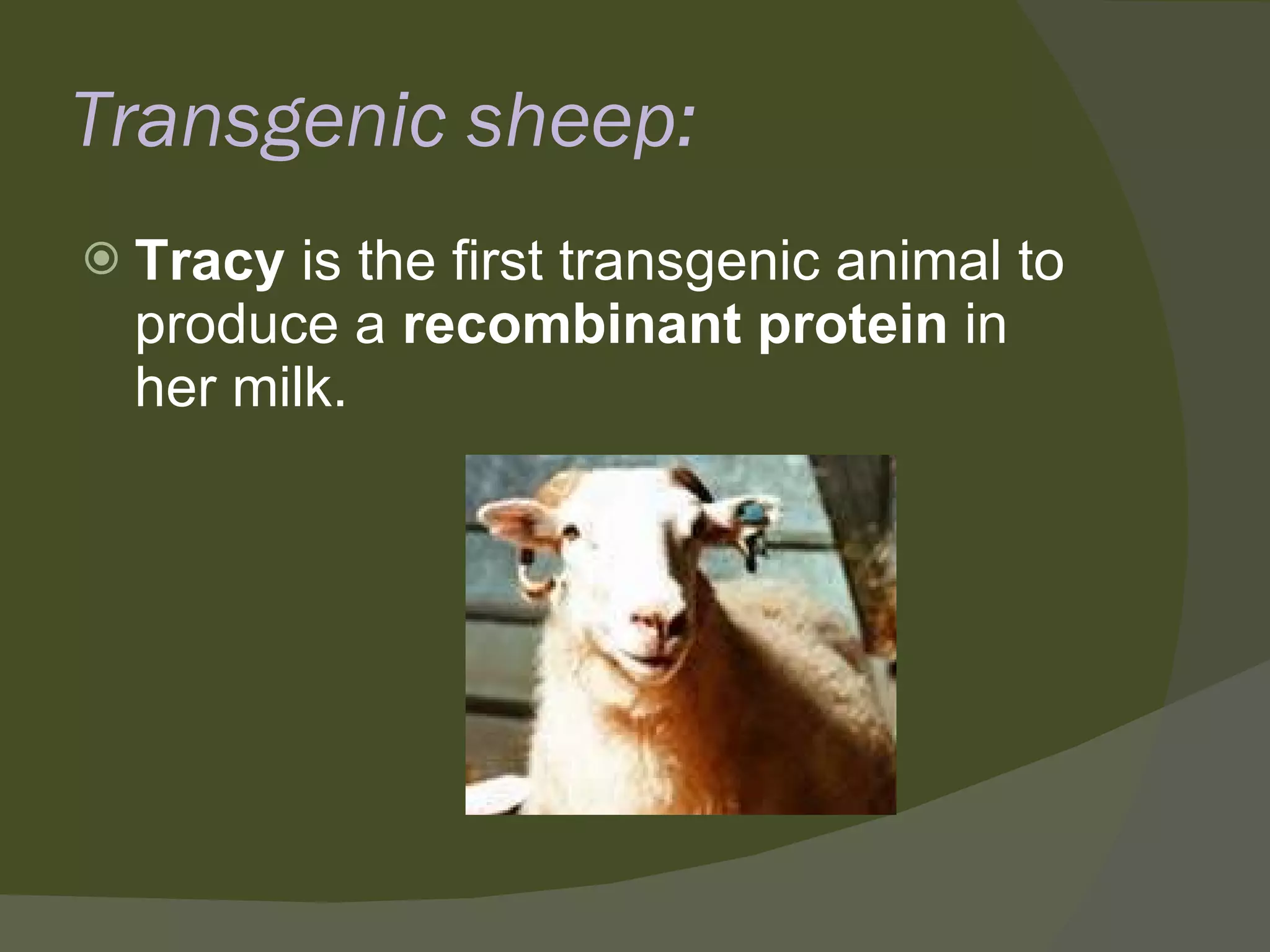 Transgenic animals ppt | PPT