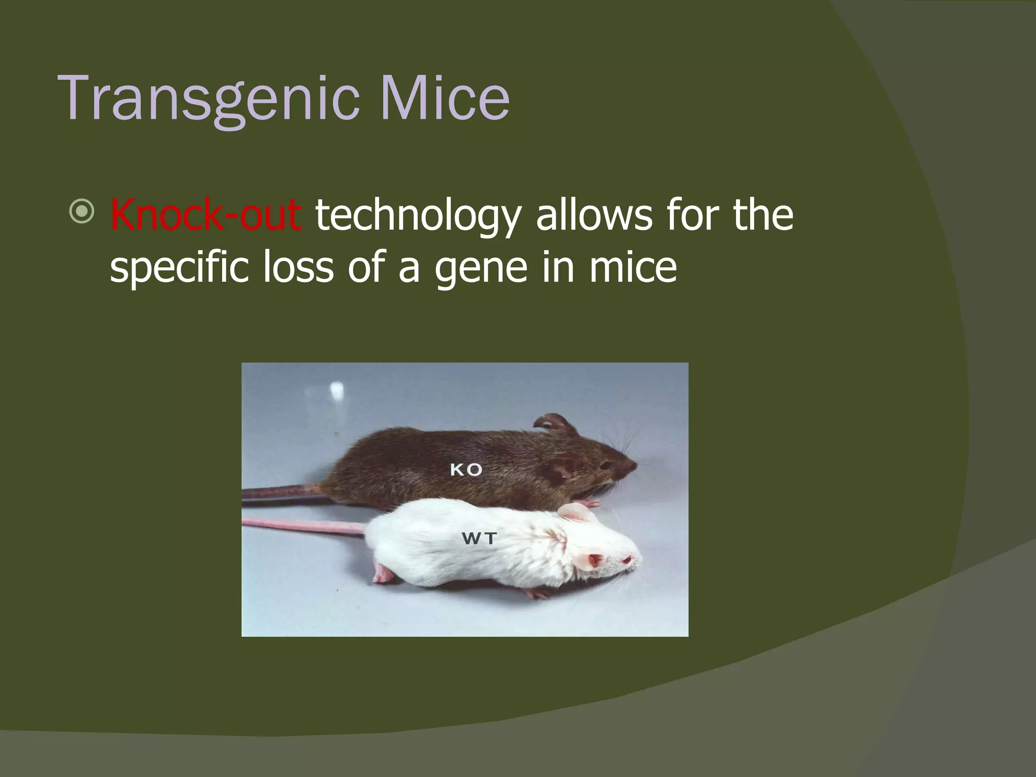 Transgenic animals ppt | PPT