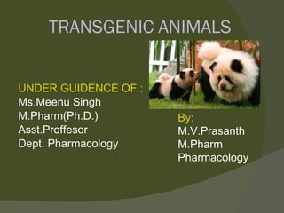 Transgenic animals ppt | PPT