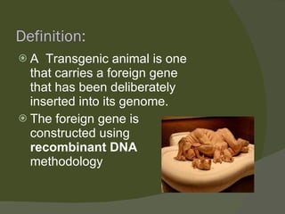 Transgenic animals ppt | PPT