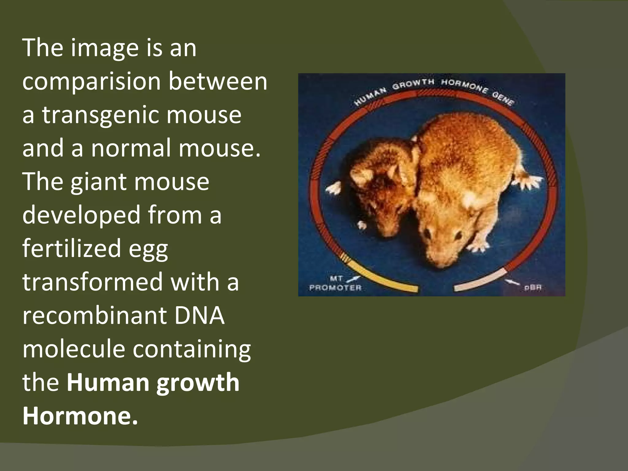 Transgenic animals ppt | PPT