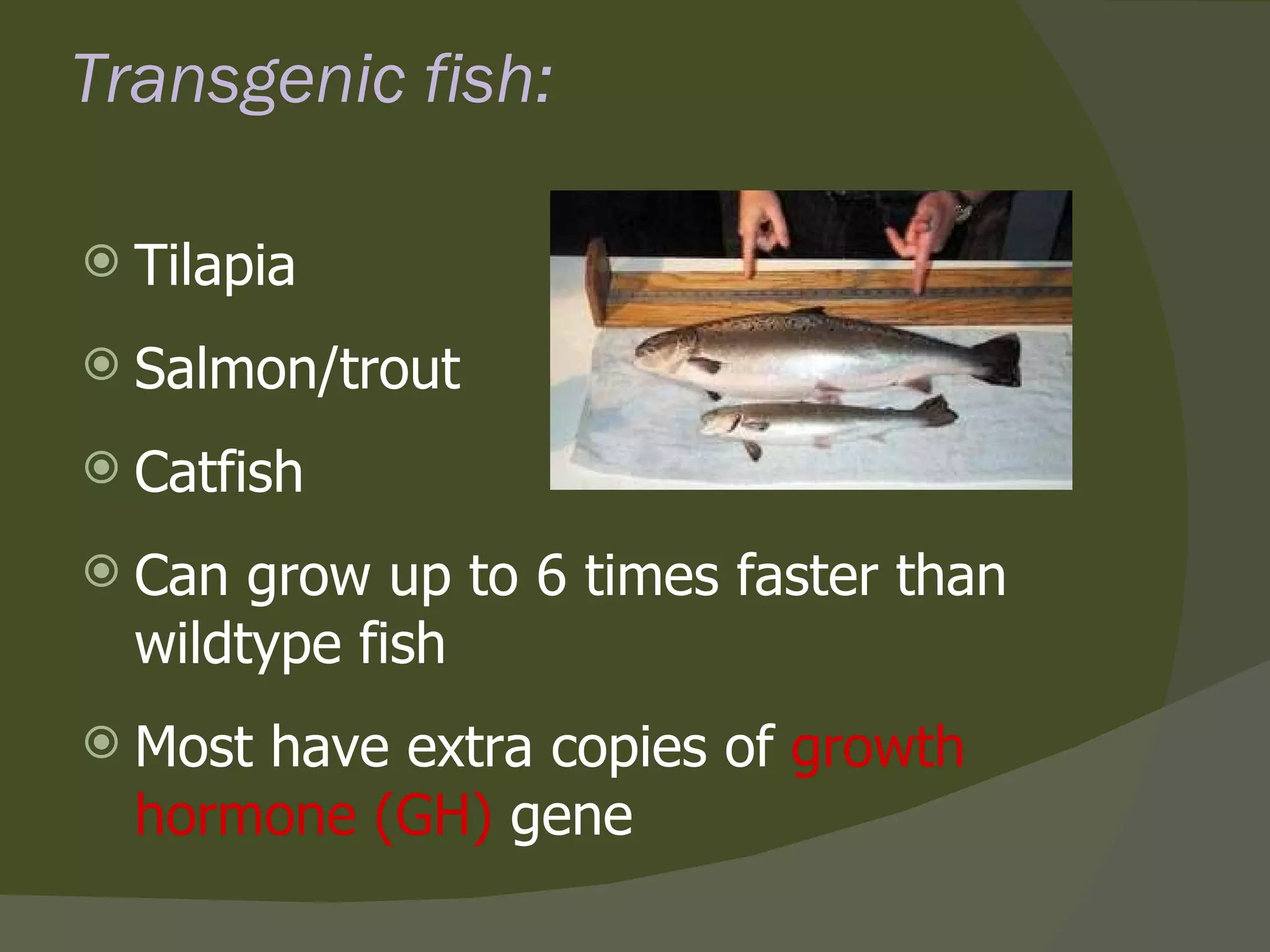 Transgenic animals ppt | PPT