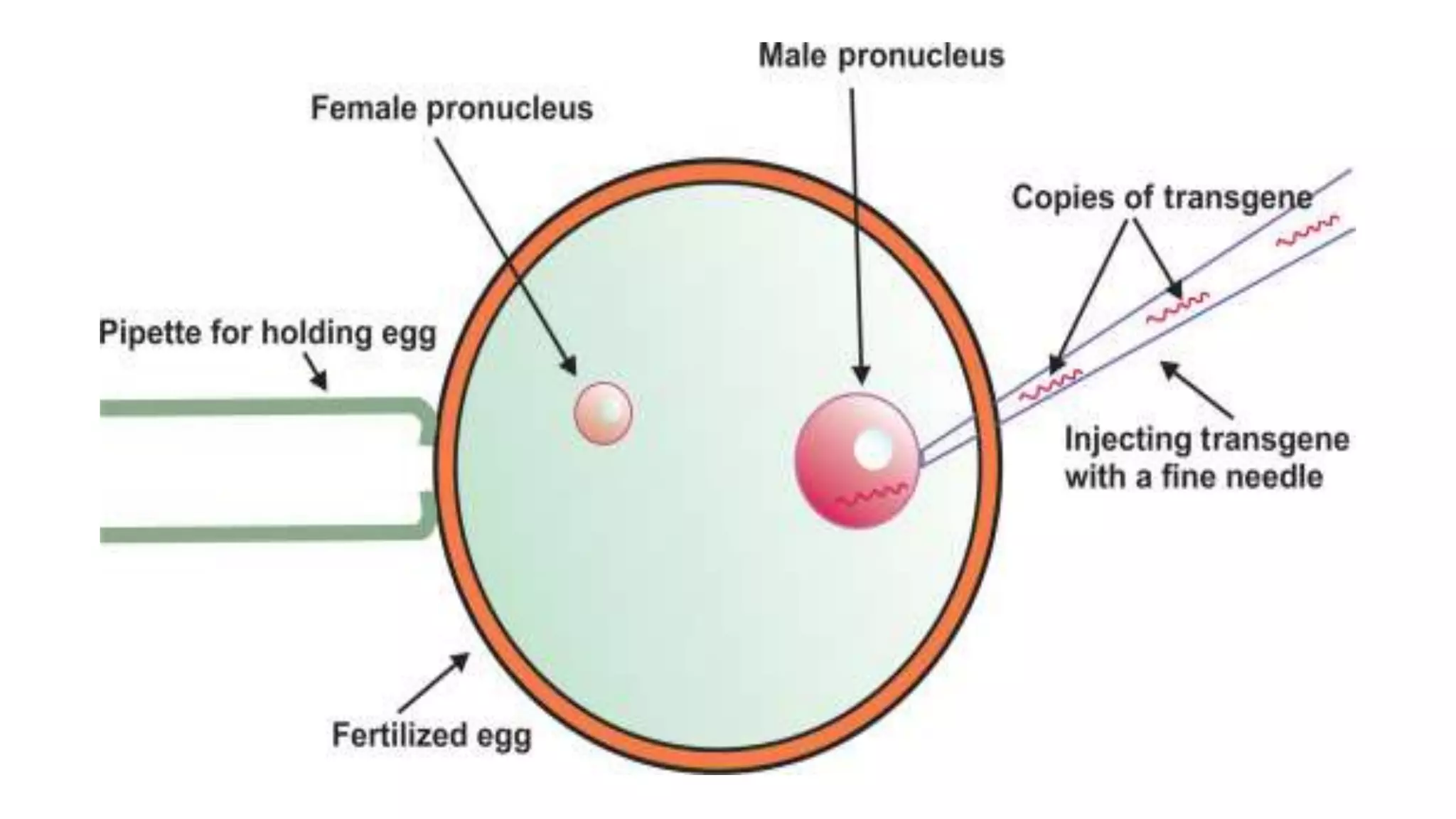 transgenic animals , its production and application | PPTX