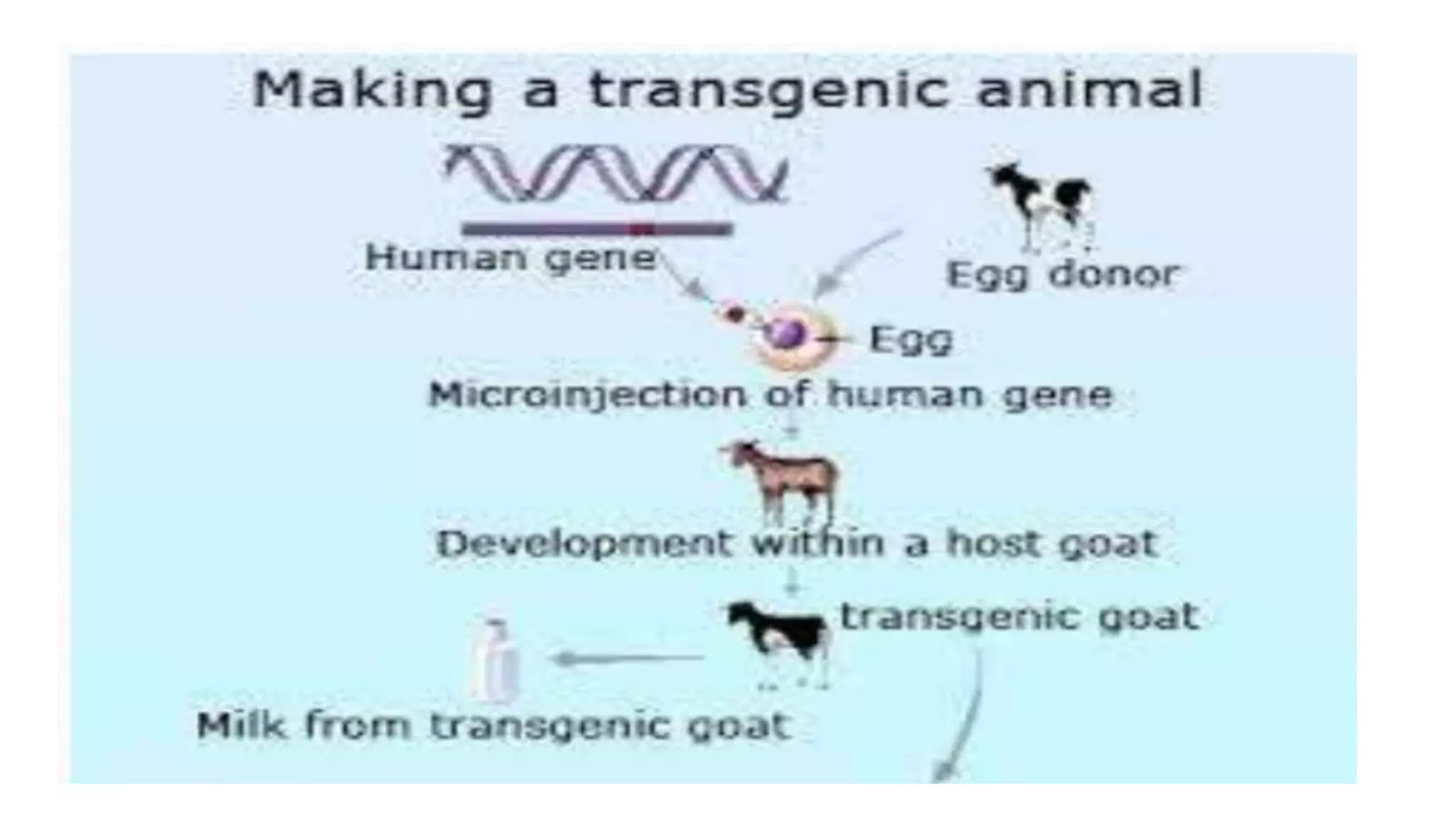transgenic animals , its production and application | PPTX