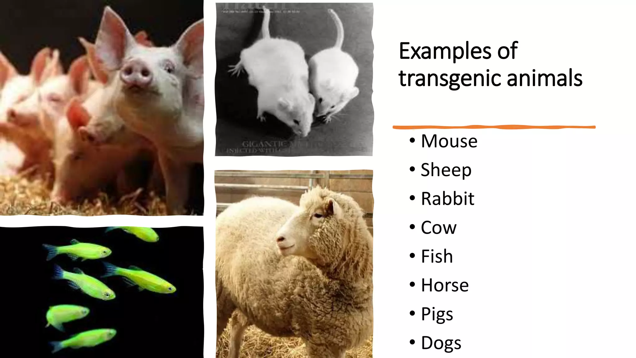 transgenic animals , its production and application | PPTX