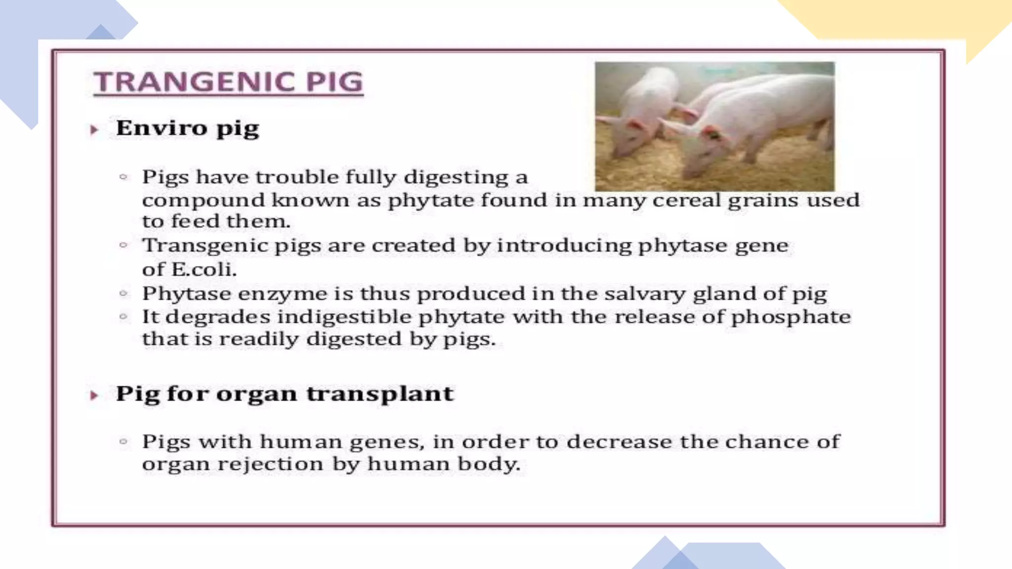 transgenic animals , its production and application | PPTX