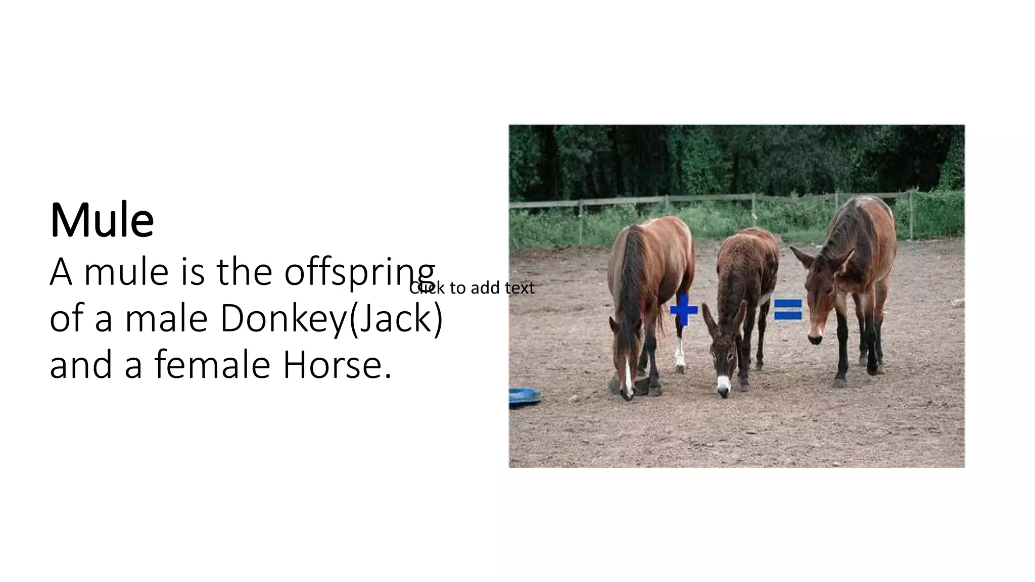 transgenic animals , its production and application | PPTX