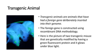 Transgenic animal technology ppt | PPTX