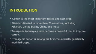Transgenic cotton | PPTX