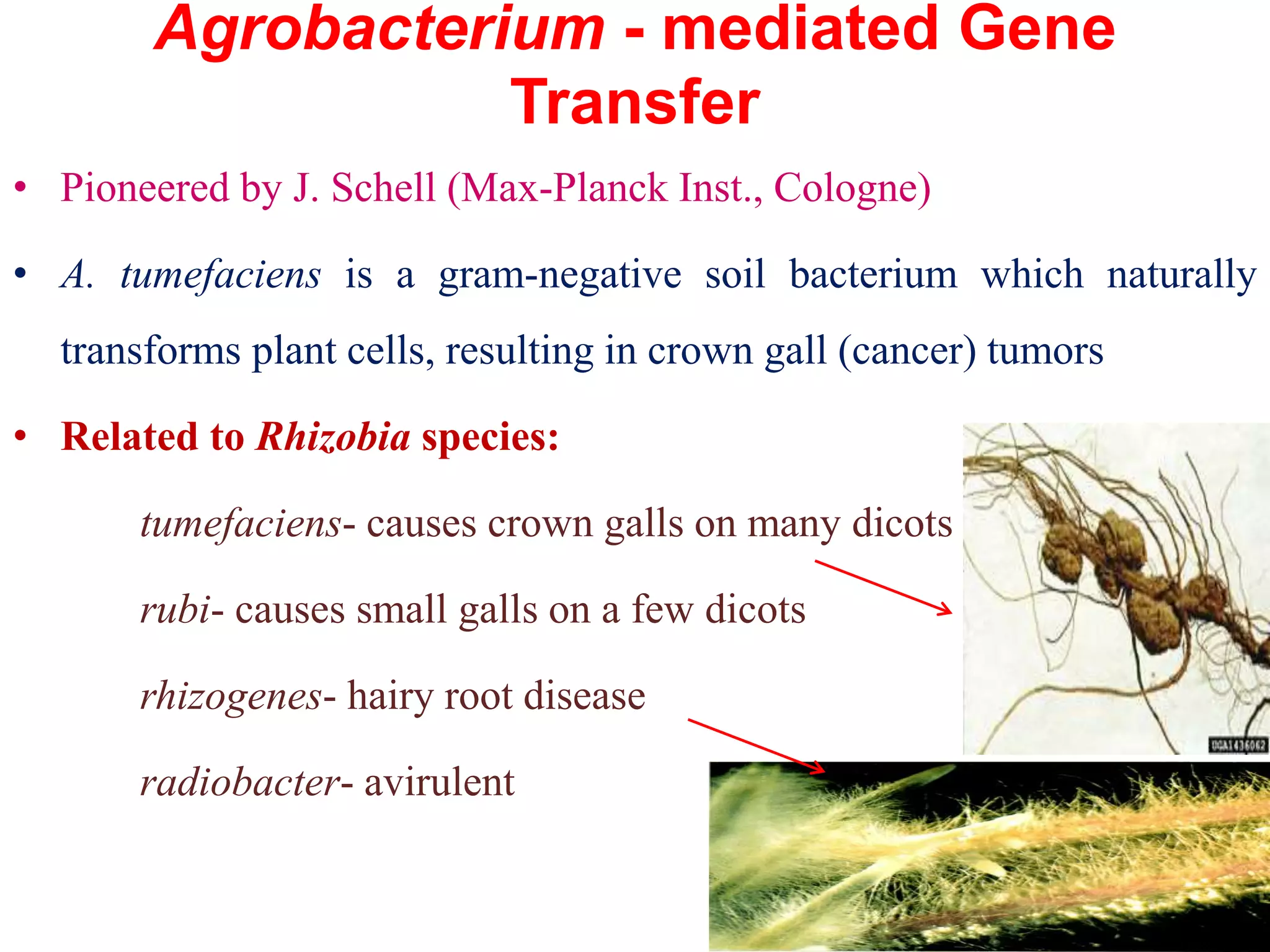 Transgenic crops | PPT