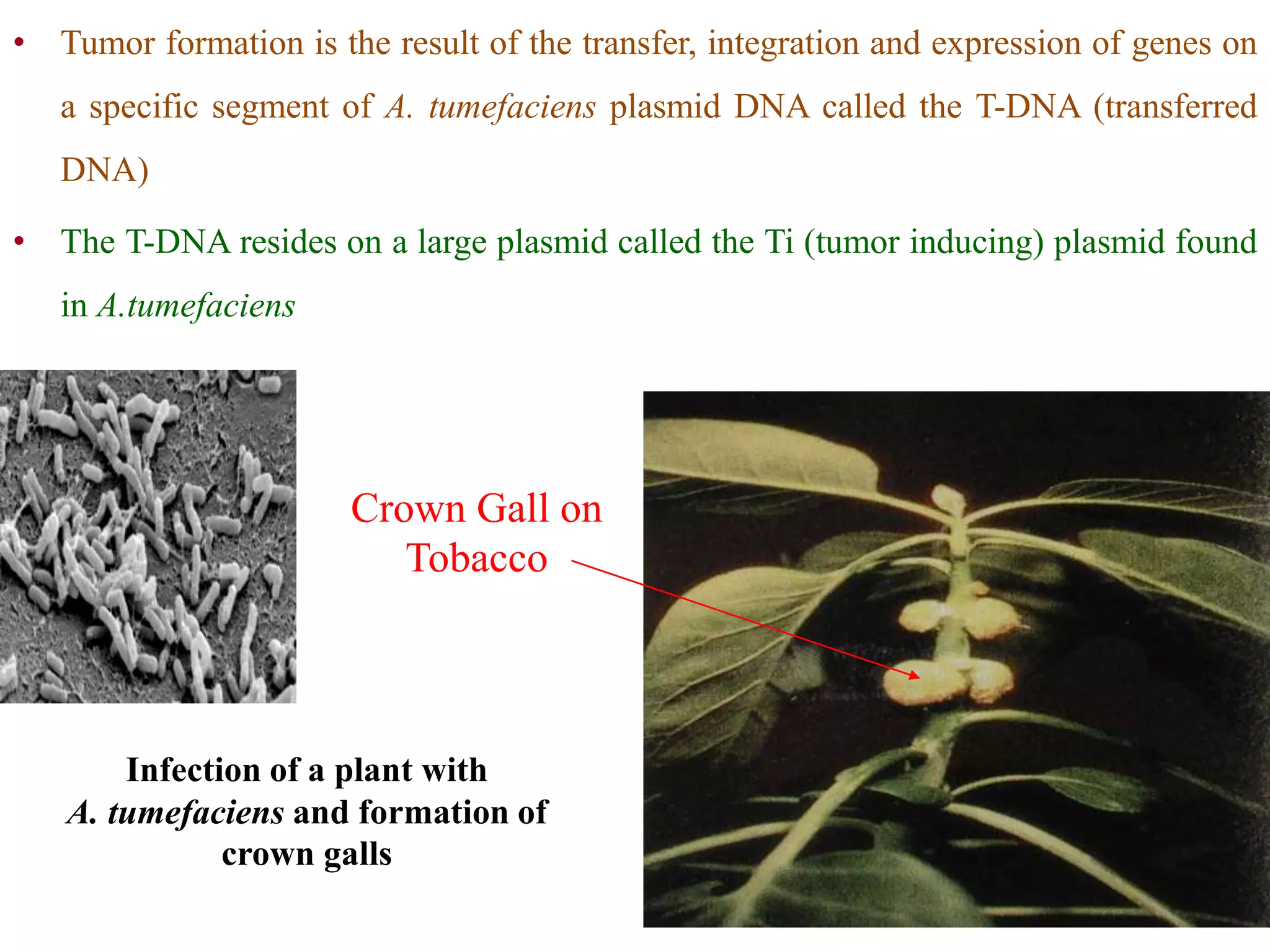 Transgenic crops | PPT
