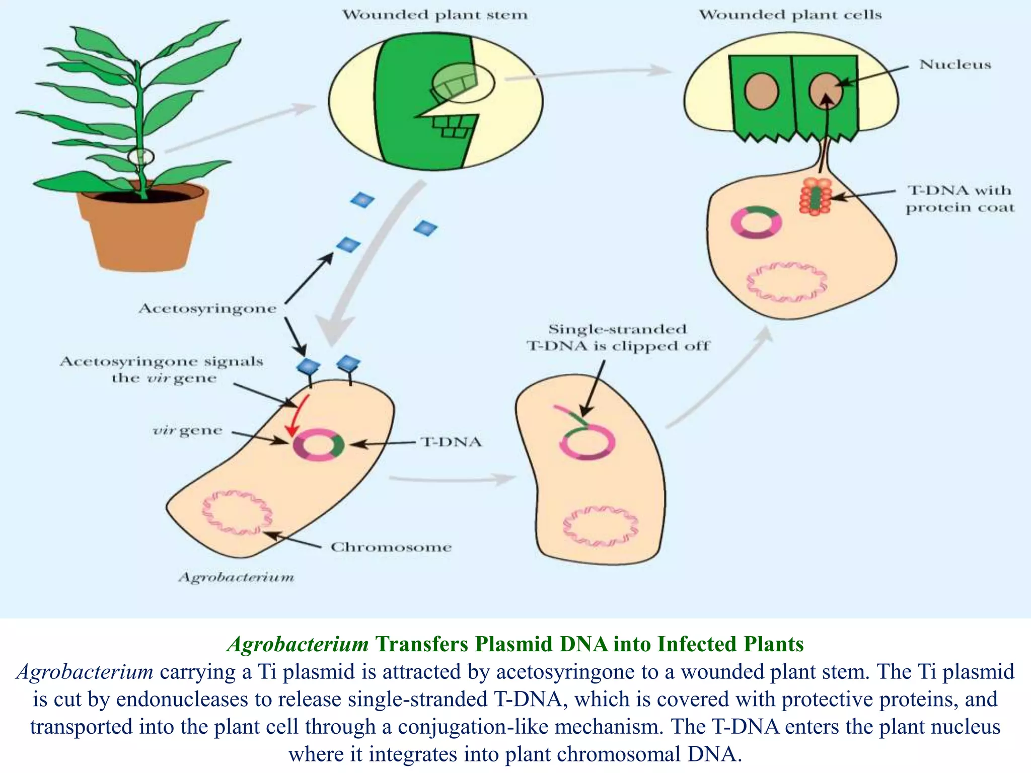 Transgenic crops | PPT