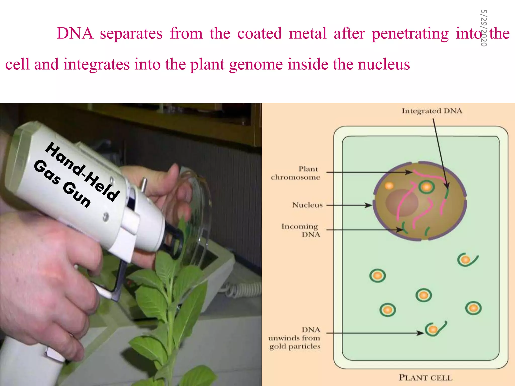 Transgenic crops | PPT