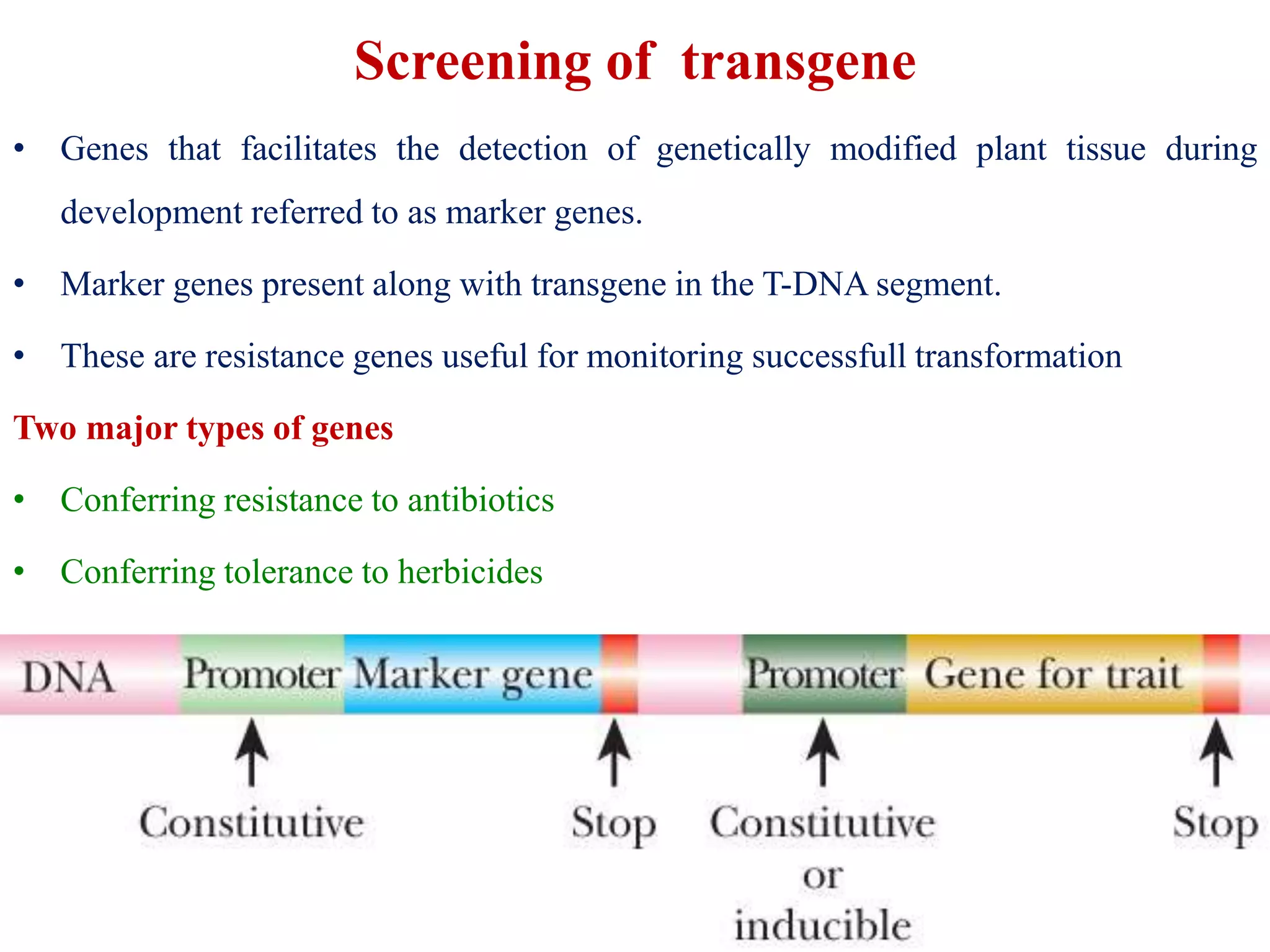 Transgenic crops | PPT