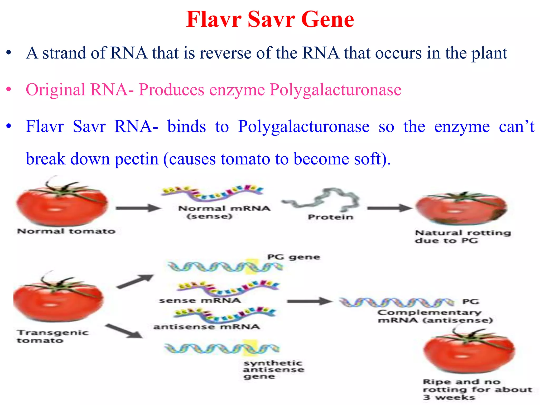 Transgenic crops | PPT
