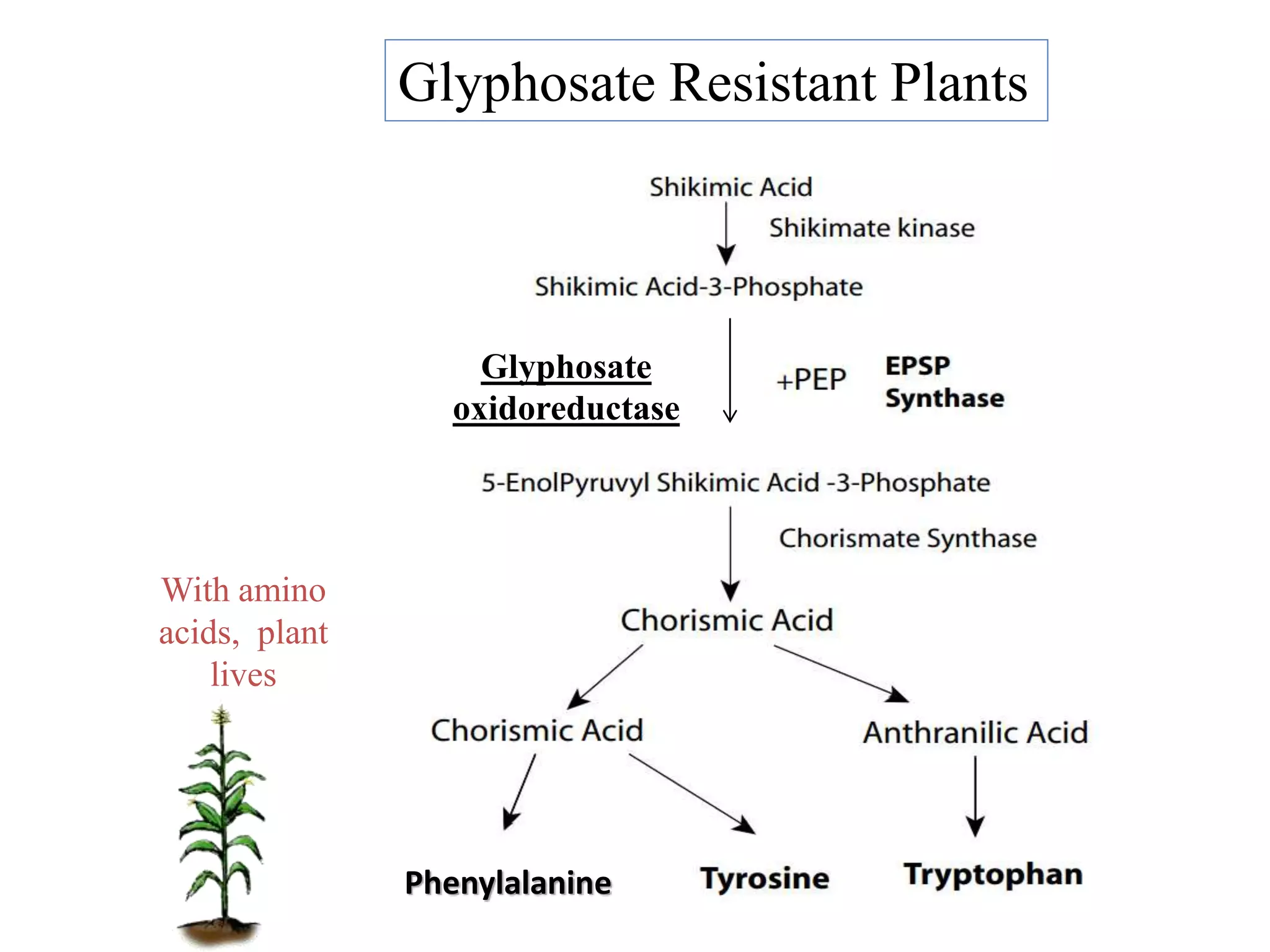 Transgenic crops and application | PPTX