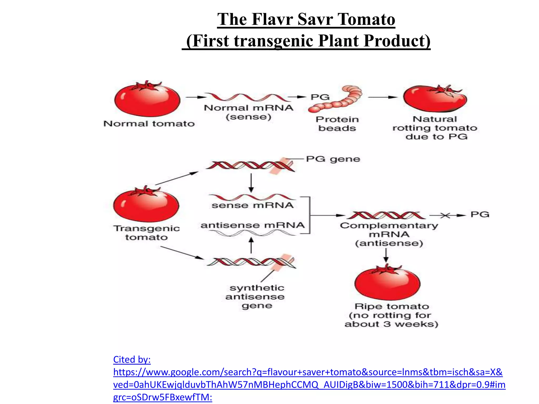 Transgenic crops and application | PPTX